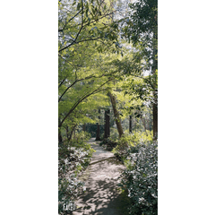 Forest trails - CLIP STUDIO ASSETS