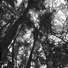 Background material Forest _ looking up B04 - CLIP STUDIO ASSETS