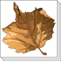 Maple leaf - CLIP STUDIO ASSETS
