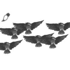 CROW - CLIP STUDIO ASSETS