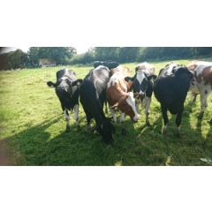 Cows1 - CLIP STUDIO ASSETS