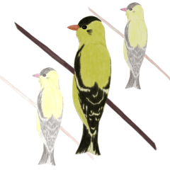 Bird Perched on Line Update - CLIP STUDIO ASSETS