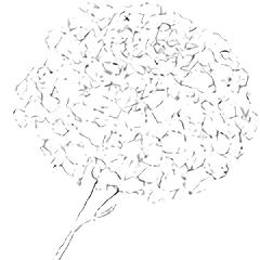 Marigold/Cempasuchil Line Drawing - CLIP STUDIO ASSETS