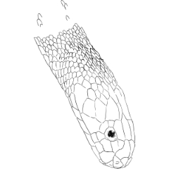 TAIPAN HEAD - CLIP STUDIO ASSETS
