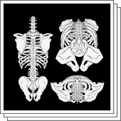 Back Torso Skeleton 8 Brushes HD - CLIP STUDIO ASSETS