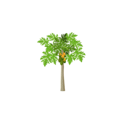 Árbol de papaya - Clip Studio Assets
