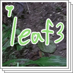 leaf set 3 - CLIP STUDIO ASSETS
