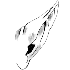 evil ear - CLIP STUDIO ASSETS