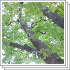 Tree3 - CLIP STUDIO ASSETS