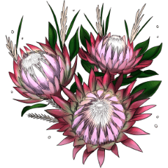 Protea Flower - CLIP STUDIO ASSETS