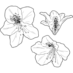 Hirado Azalea - CLIP STUDIO ASSETS