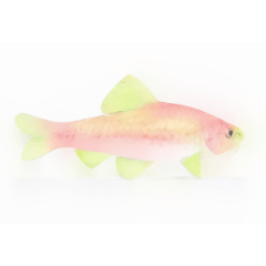 FishJ - CLIP STUDIO ASSETS