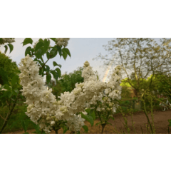 Flowers with a rainbow - CLIP STUDIO ASSETS