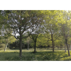 forest 1 - CLIP STUDIO ASSETS