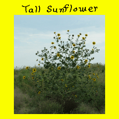 Plant Series Number 1, Tall Sunflower, 6 - CLIP STUDIO ASSETS