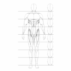 8 Head Proportions - CLIP STUDIO ASSETS