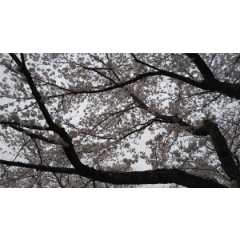 桜 写真素材 - CLIP STUDIO ASSETS