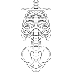 Torso Skeleton (Free 24 hours) - CLIP STUDIO ASSETS