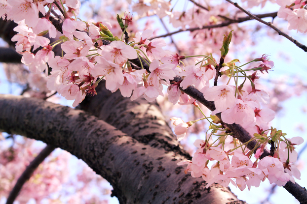 image material Sakura - CLIP STUDIO ASSETS