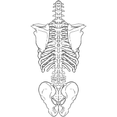 Back Torso Skeleton (3 hours free only) - CLIP STUDIO ASSETS